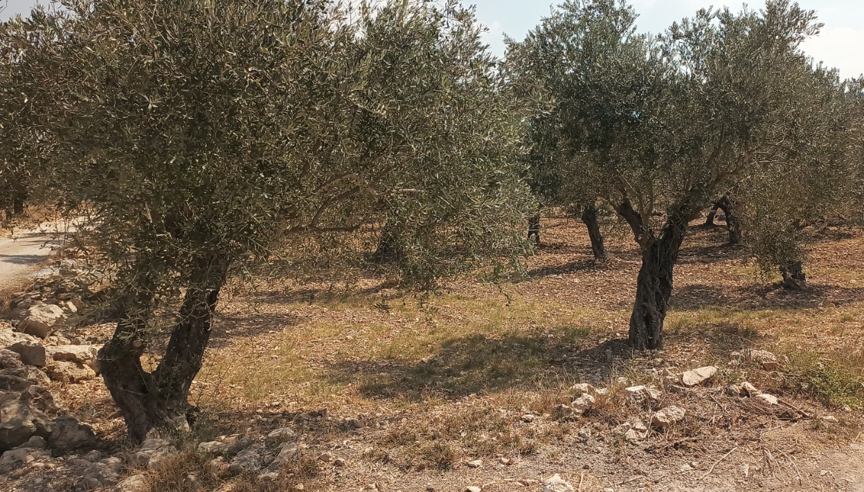 Land in Amioun (AM01) - East of The East